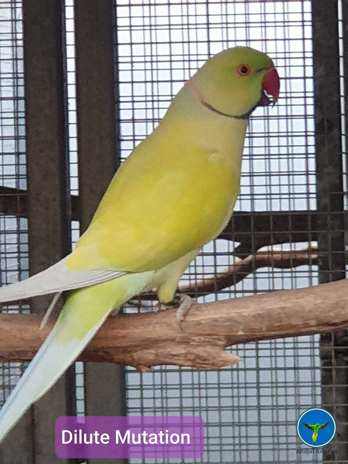 Indian Ringnecks For Sale - Andjul Aviaries