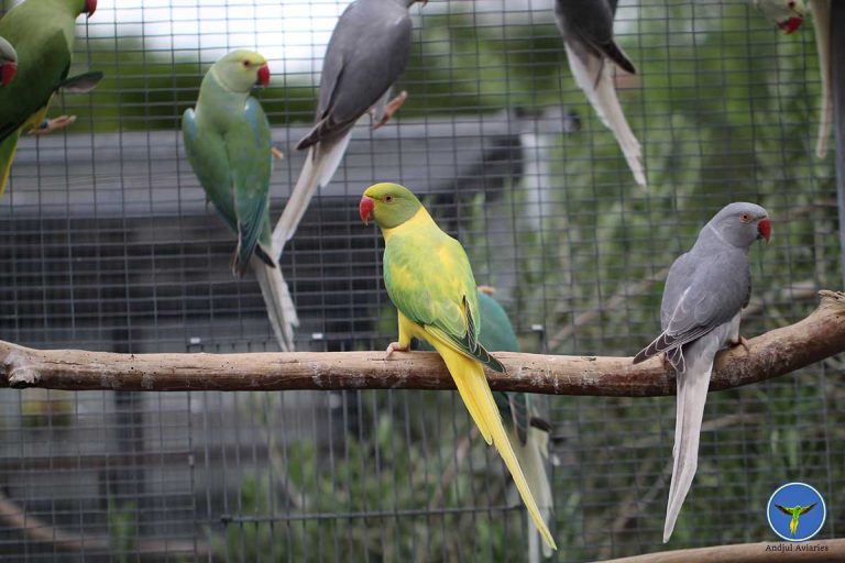 Andjul Aviaries - Andrew & Julie Osberger